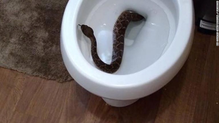 Snake in Toilet Sydney: How Likely Is It & What to Do